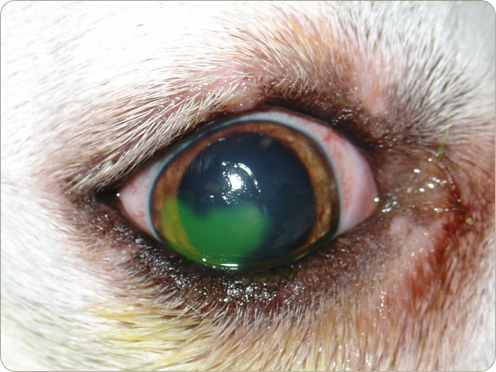corneal ulcer cat